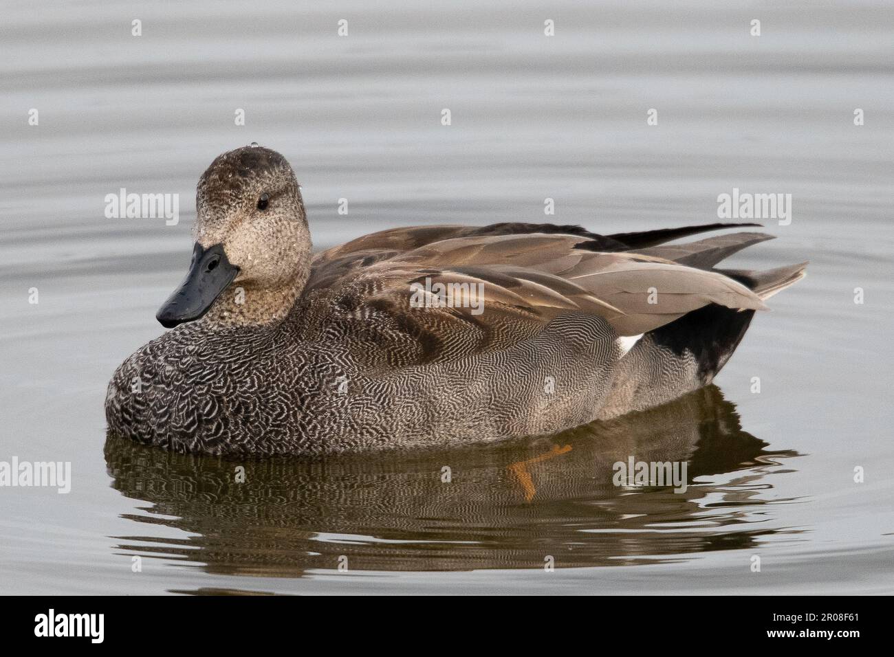 Anas platyrhynchos is a mediterranean duck Stock Photo - Alamy