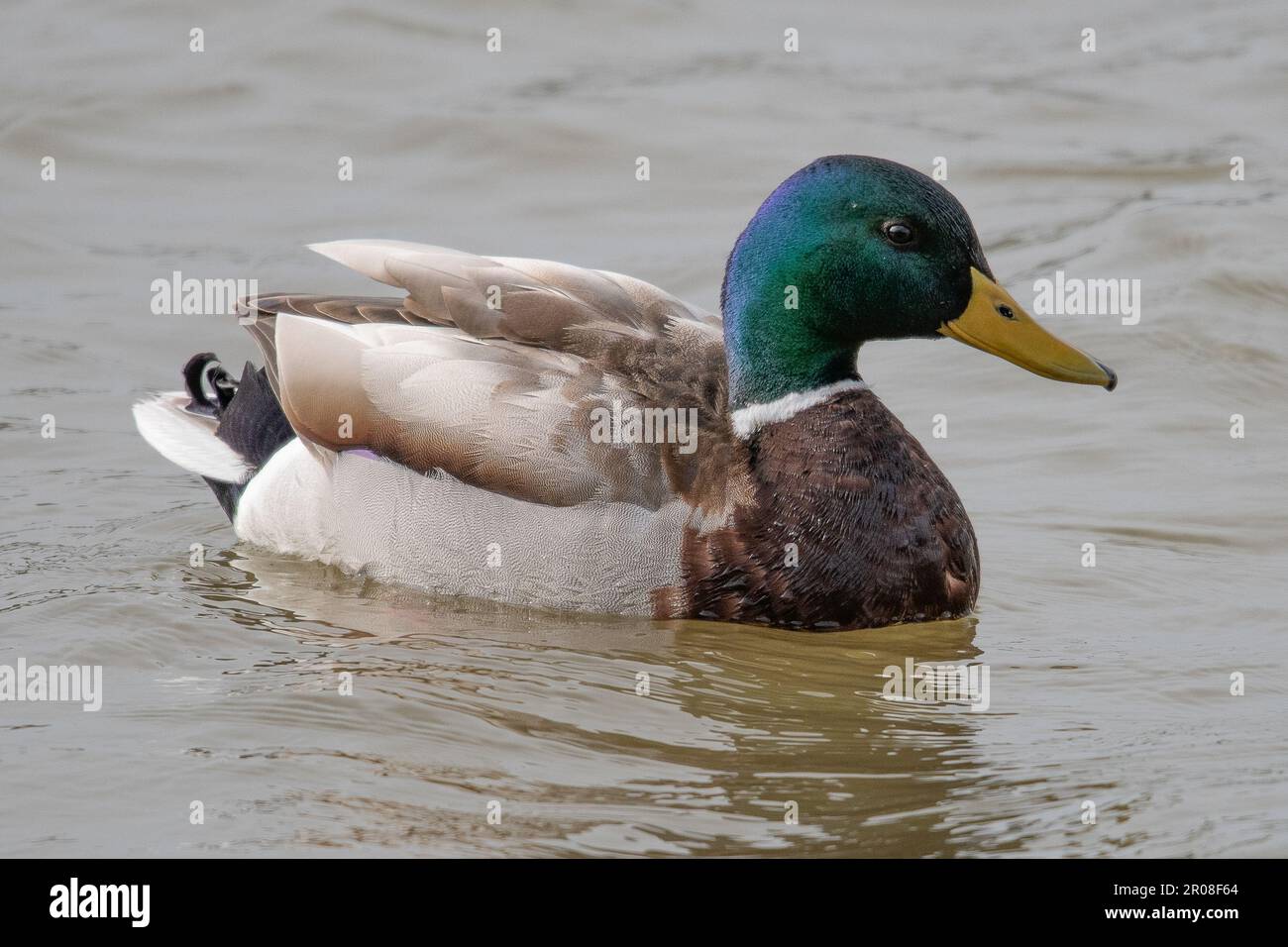 Anas platyrhynchos is a mediterranean duck Stock Photo - Alamy