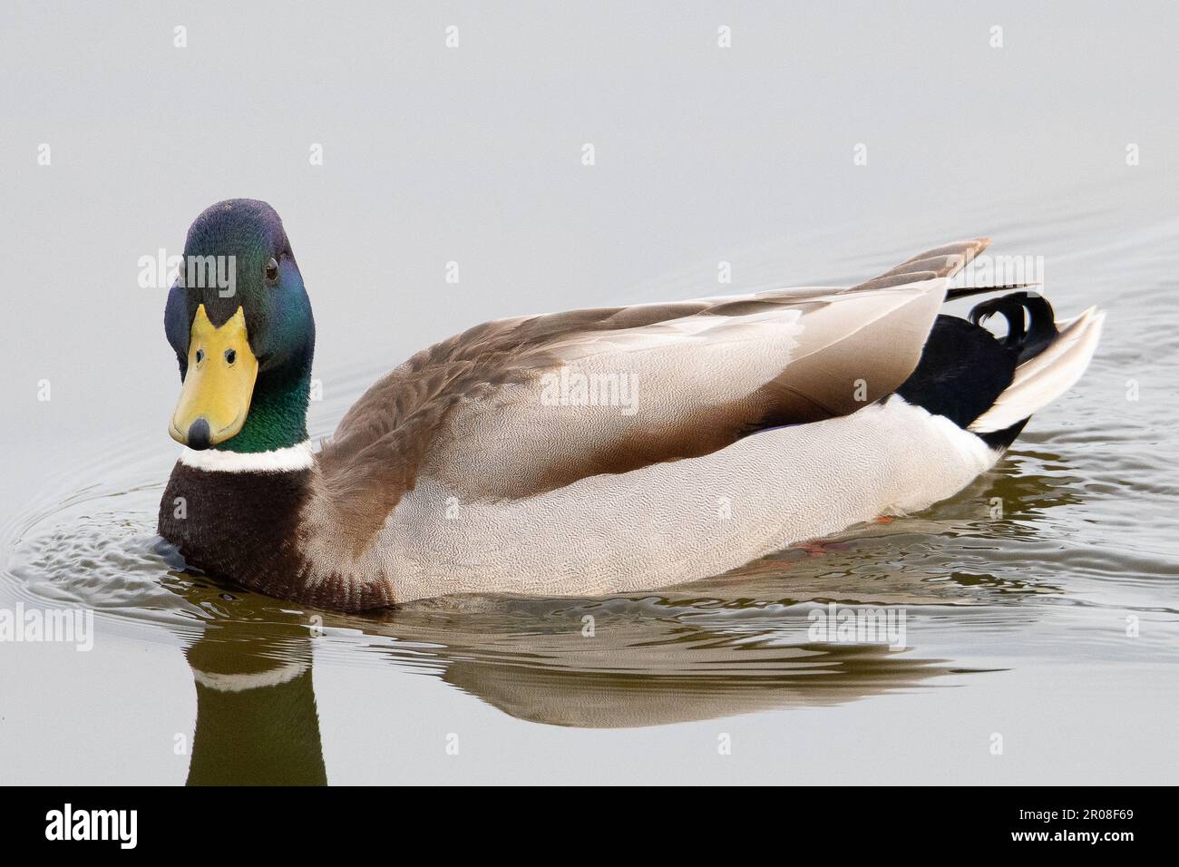 Anas platyrhynchos is a mediterranean duck Stock Photo - Alamy