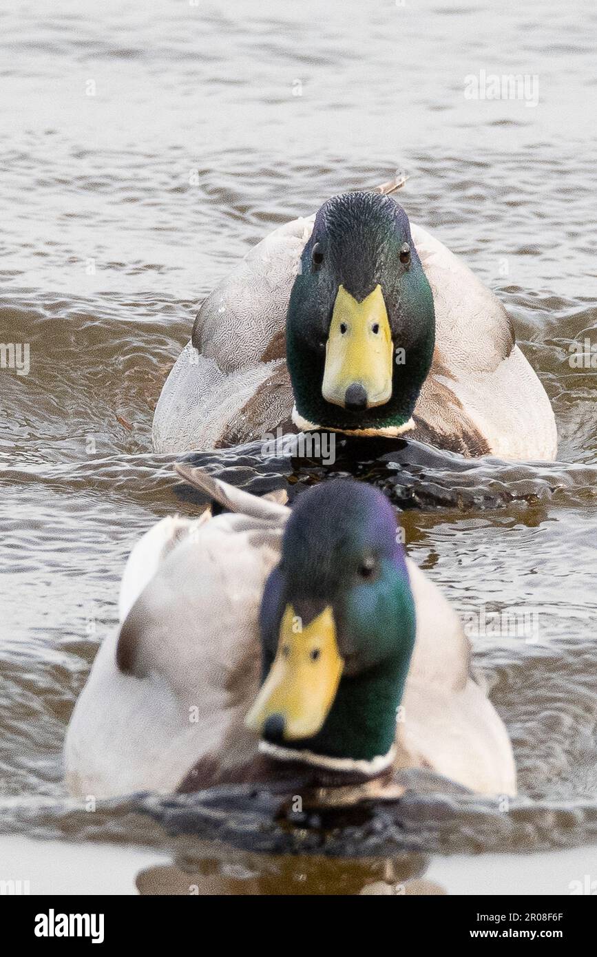 Anas platyrhynchos is a mediterranean duck Stock Photo - Alamy