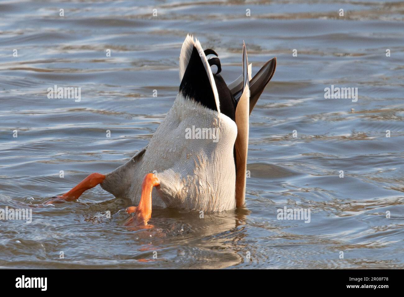 Anas platyrhynchos is a mediterranean duck Stock Photo - Alamy