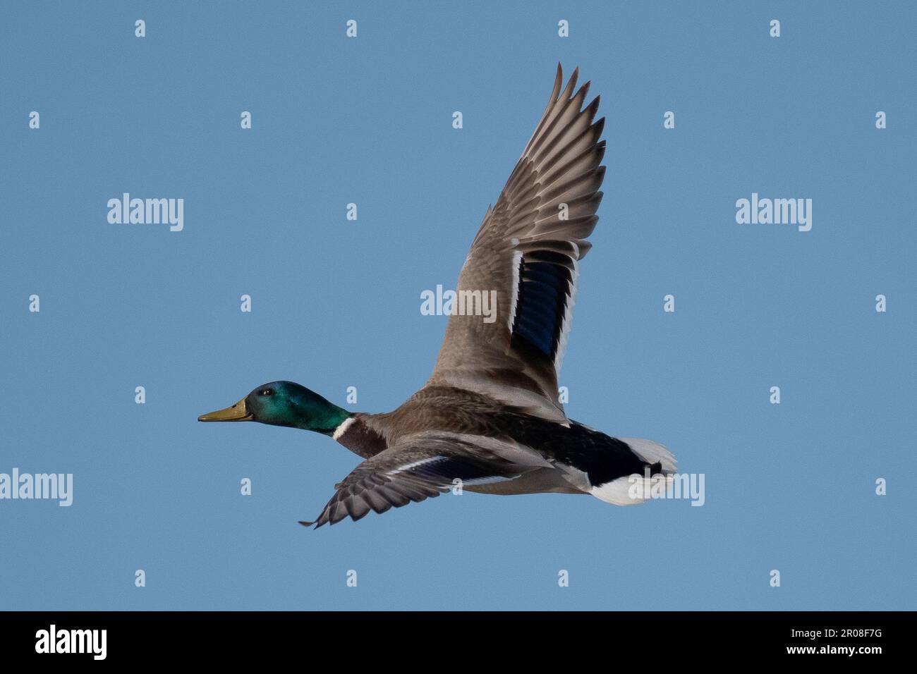 Anas platyrhynchos is a mediterranean duck Stock Photo - Alamy