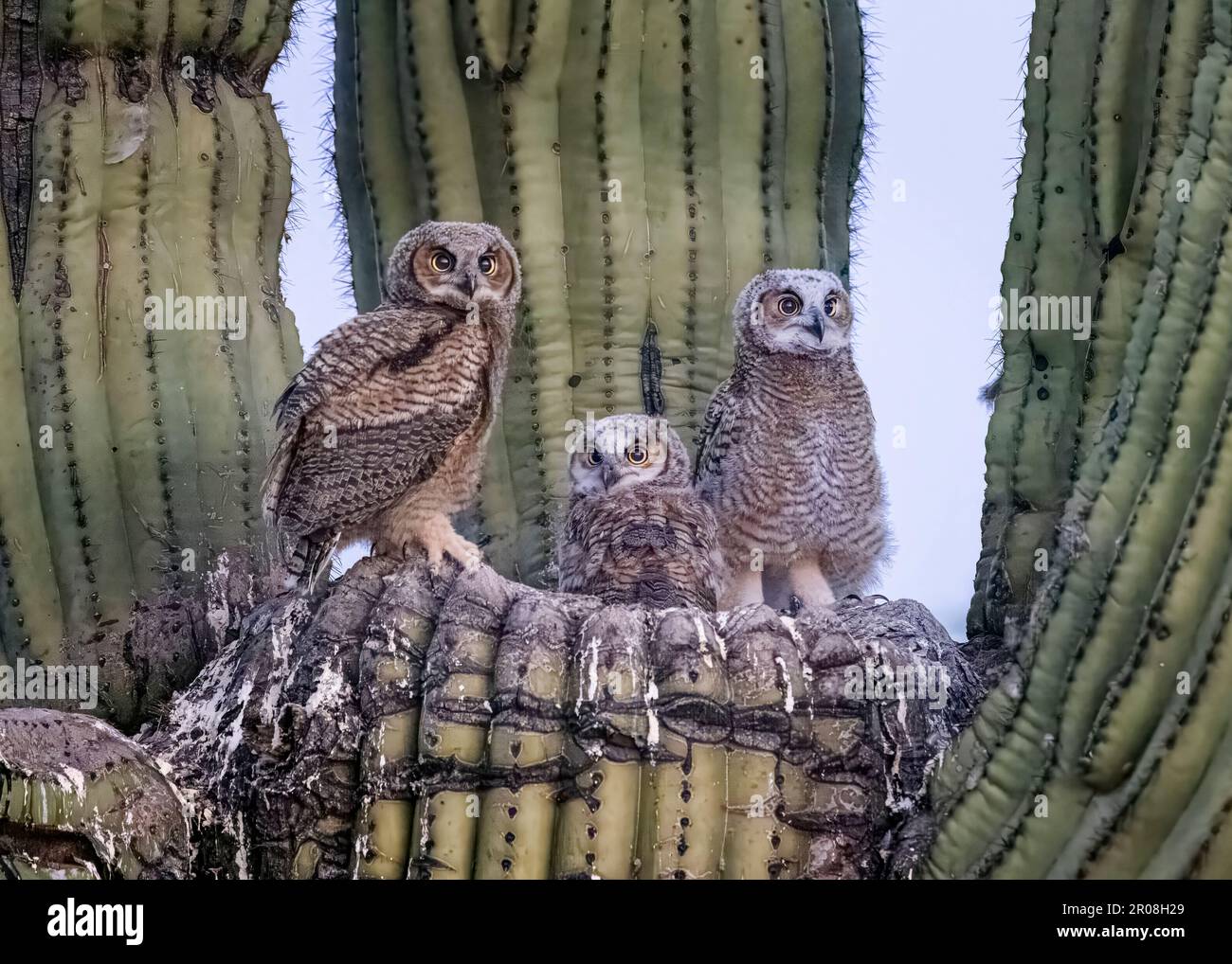 Cactus Owl Pokemon