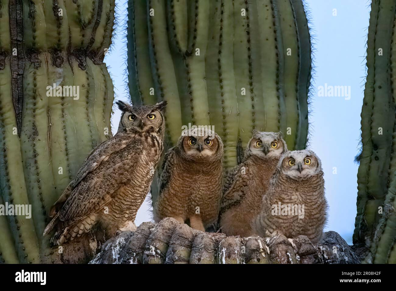 Great Horned Owl Nest Saguaro Cactus Stock Photo - Alamy