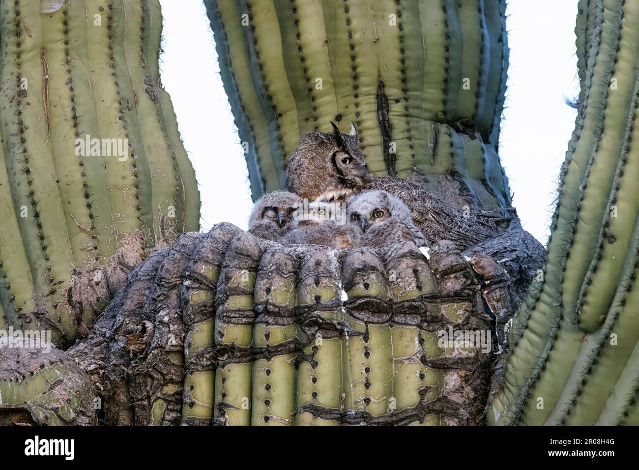 Great Horned Owl Nest Saguaro Cactus Stock Photo - Alamy