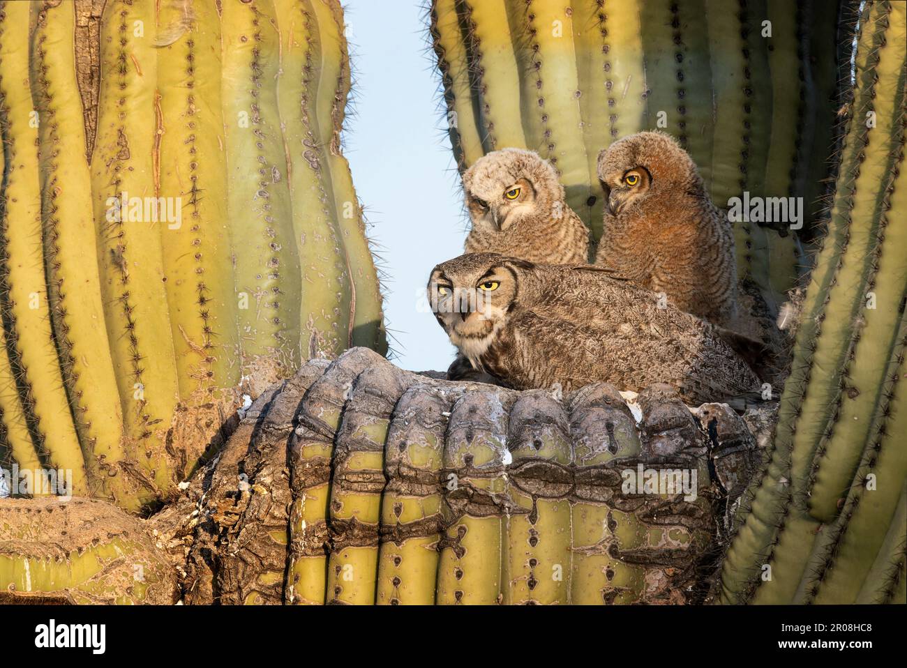 Great Horned Owl Nest Saguaro Cactus Stock Photo - Alamy