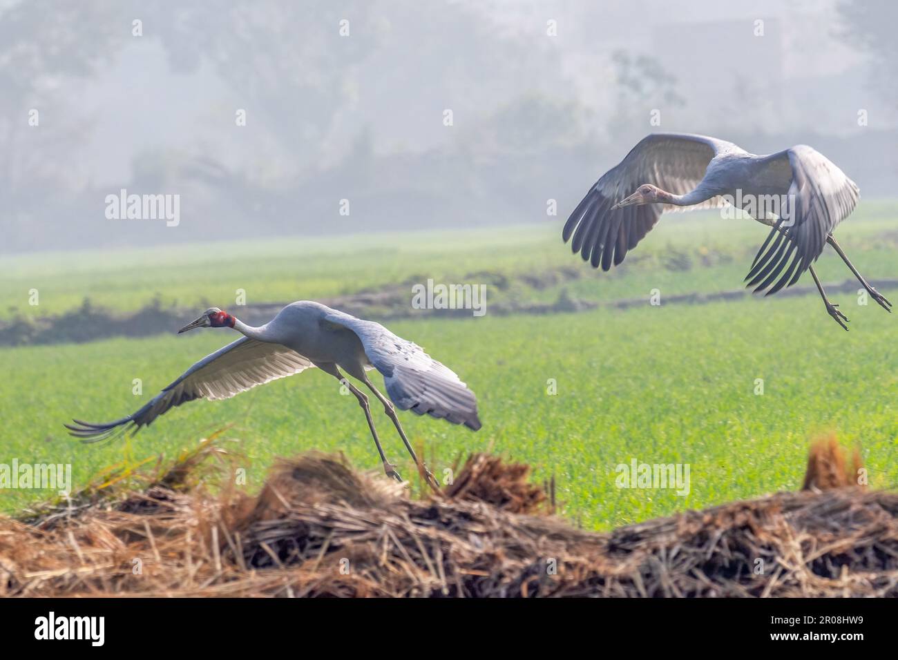 Flying pair of Sarus Crane Stock Photo - Alamy