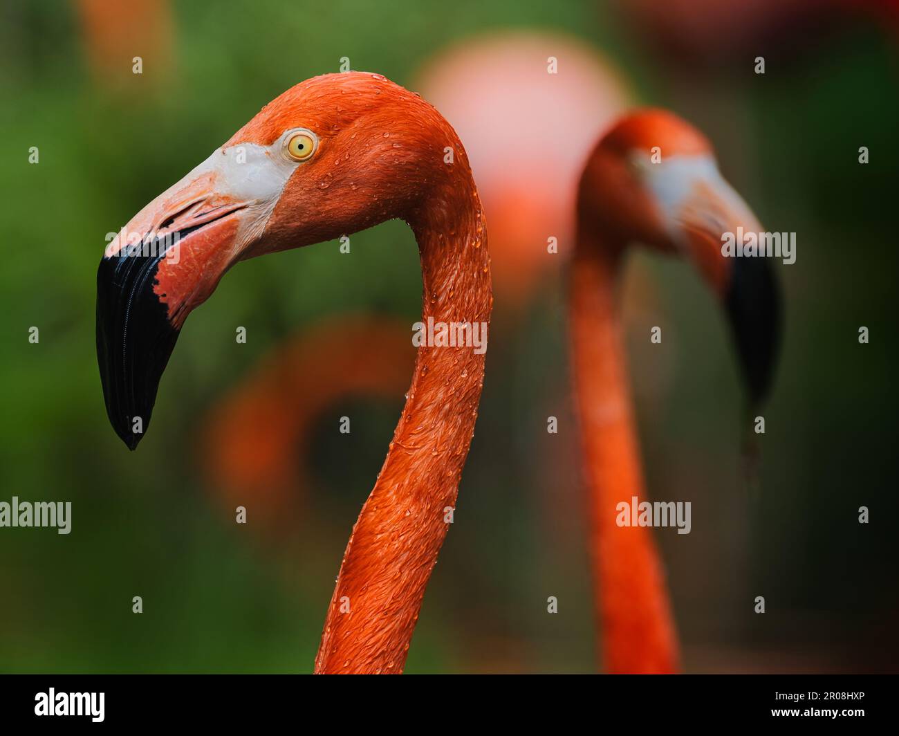 Flamingo long neck bird portrait outdoors Stock Photo - Alamy