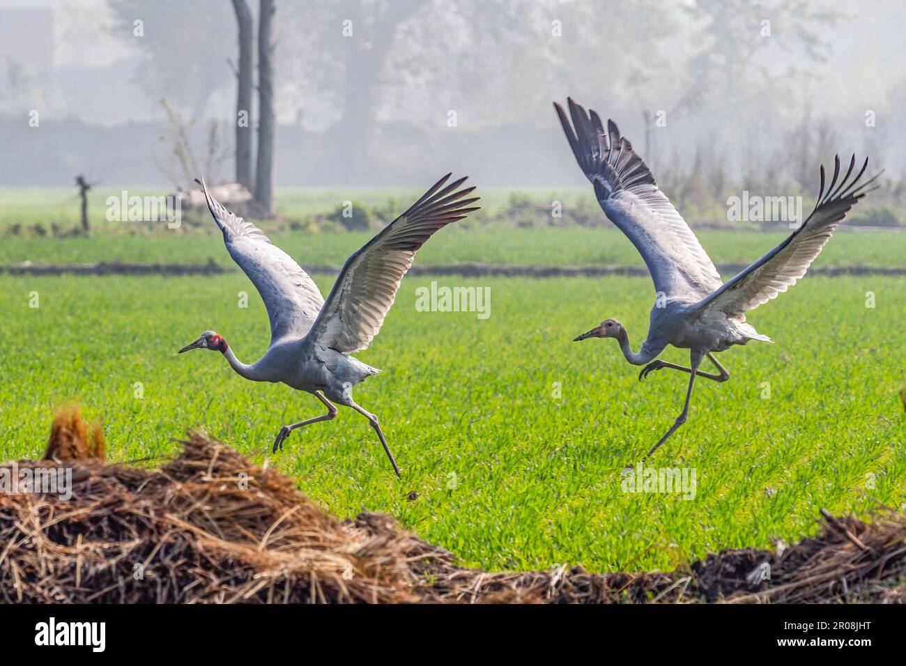 Crane with wings open hi-res stock photography and images - Alamy