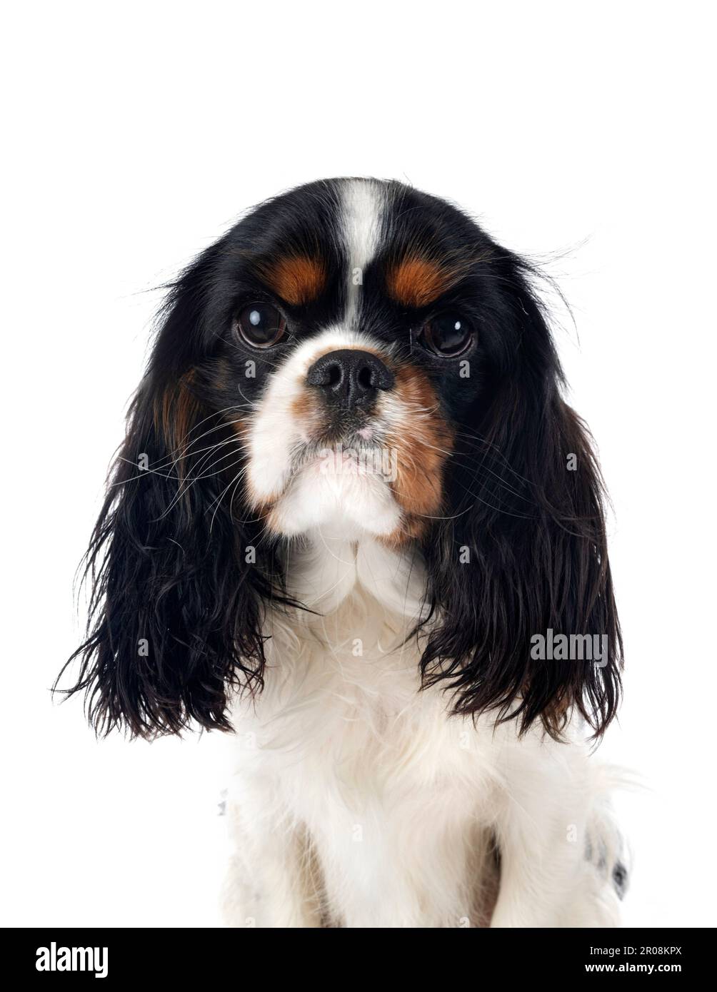 cavalier king charles in front of white background Stock Photo - Alamy