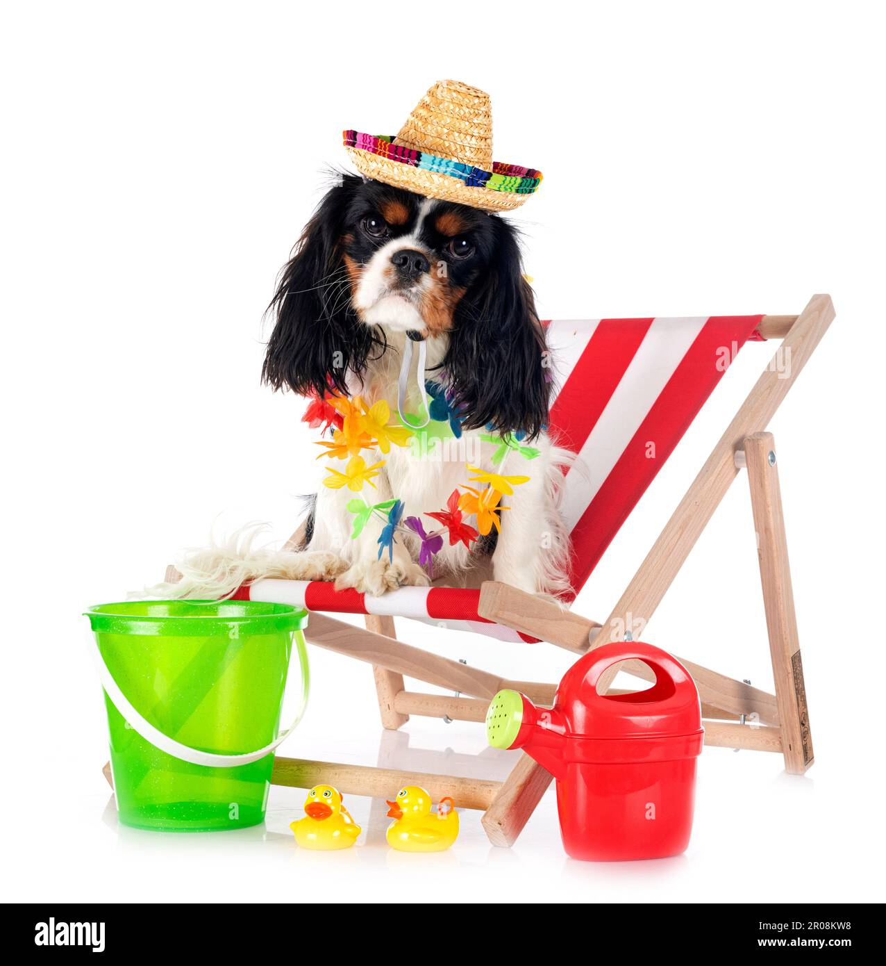 cavalier king charles in front of white background Stock Photo - Alamy