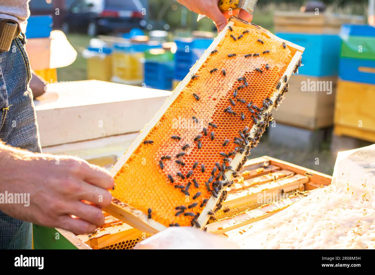 beekeeper inspects frame with queen cells on apiary in evening in rays ...