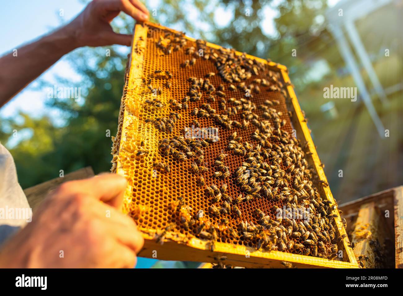beekeeper inspects frame with queen cells on apiary in evening in rays ...