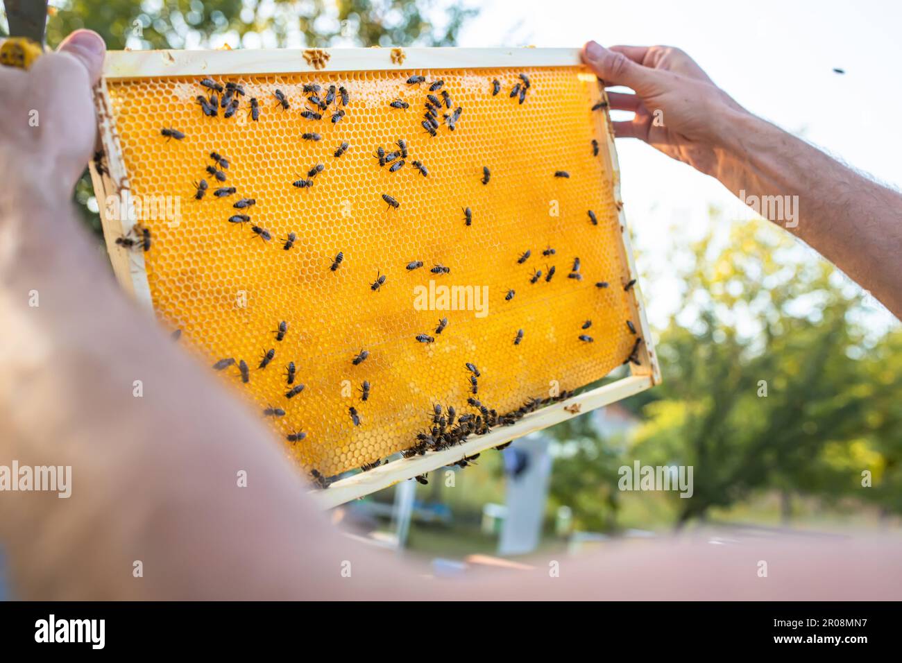 Beehive Spring Management. beekeeper inspecting bee hive and prepares ...