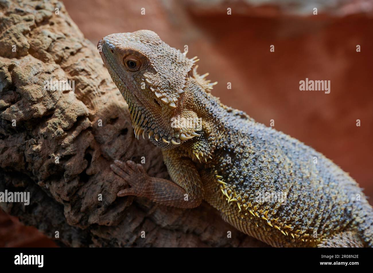 Female bearded dragon close hi-res stock photography and images - Alamy