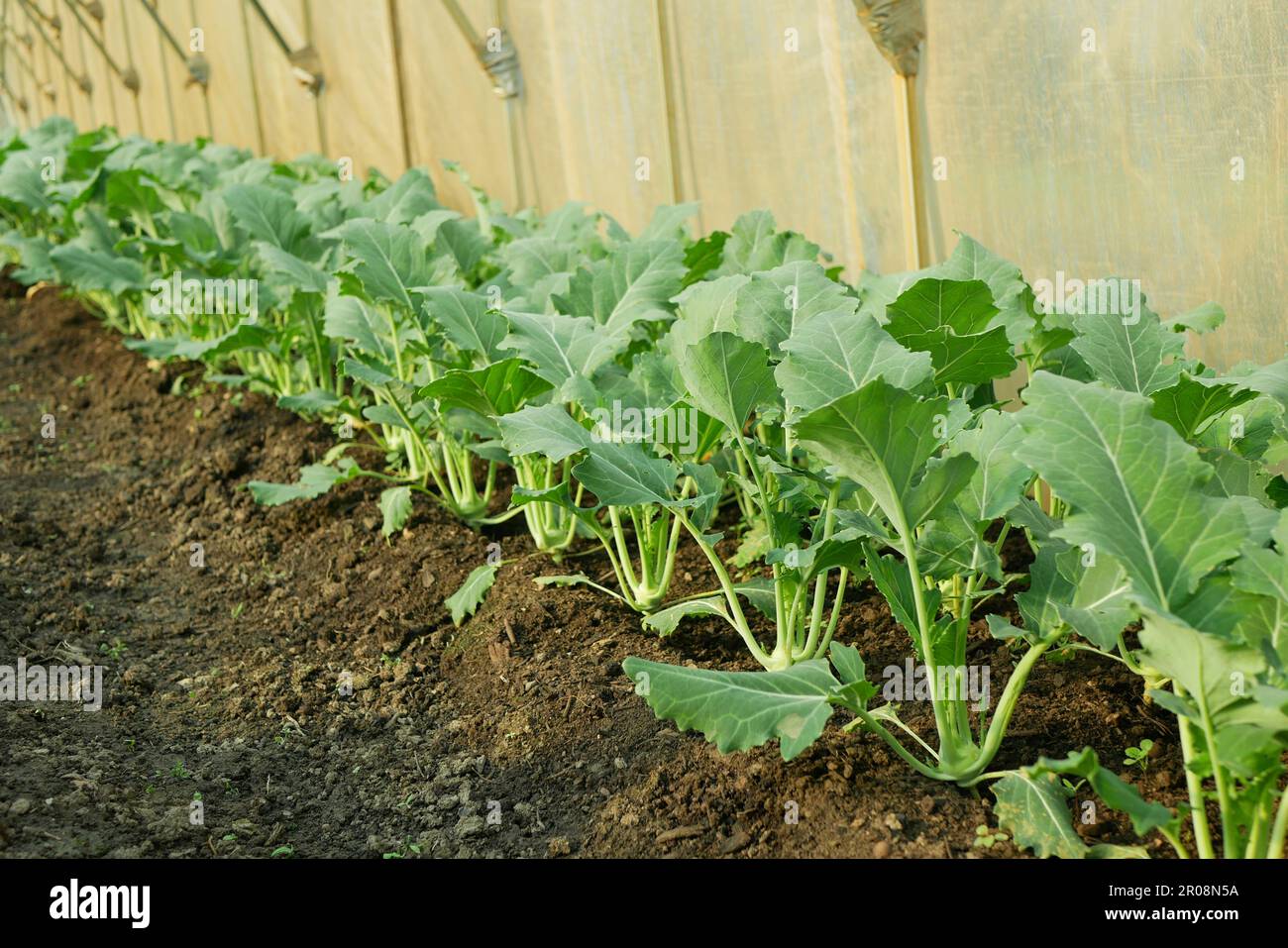 Kohlrabi seedlings young planting tuber bio detail greenhouse foil ...