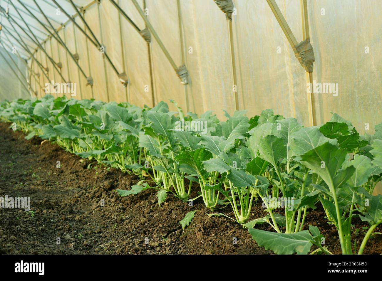 Kohlrabi seedlings young planting tuber bio detail greenhouse foil ...