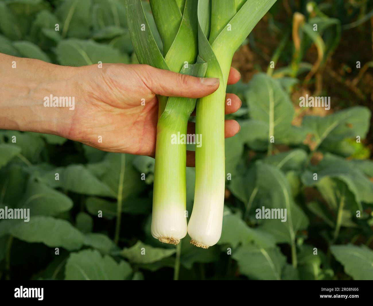 Field leaf green leek hand farmer crops white, farm farming garden ...