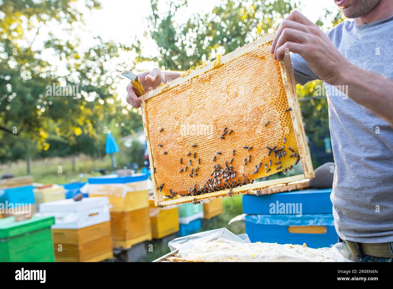 Beehive care hi-res stock photography and images - Alamy