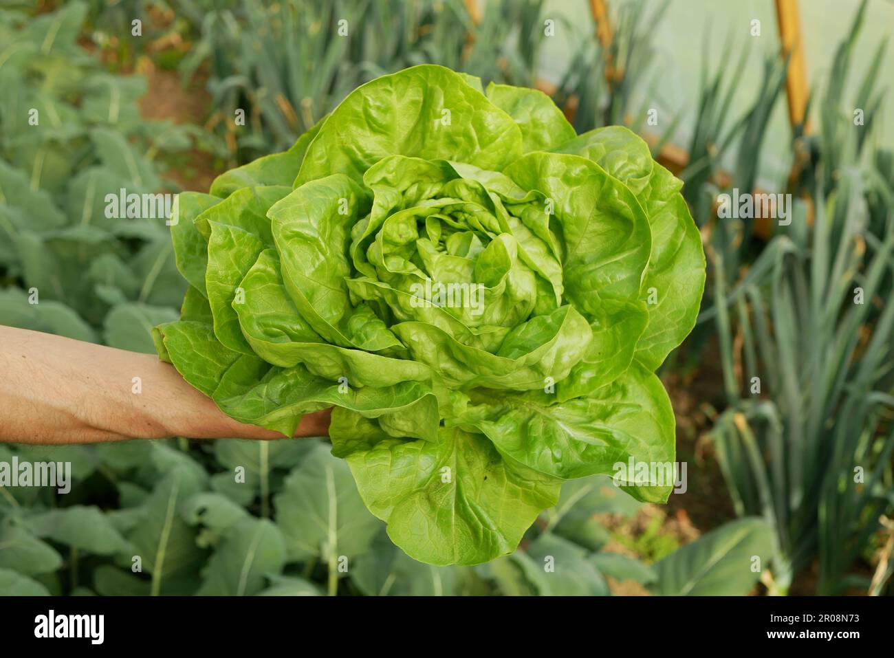 Lettuce butterhead bio green harvest farmer farming greenhouse folio ...