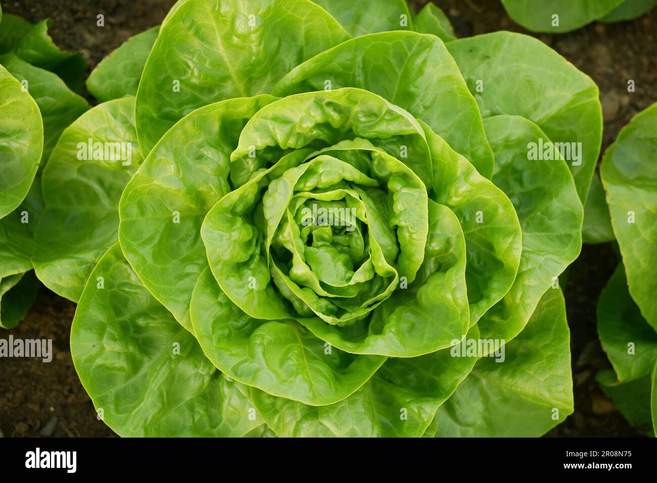 Lettuce butterhead bio green harvest farmer farming greenhouse folio ...