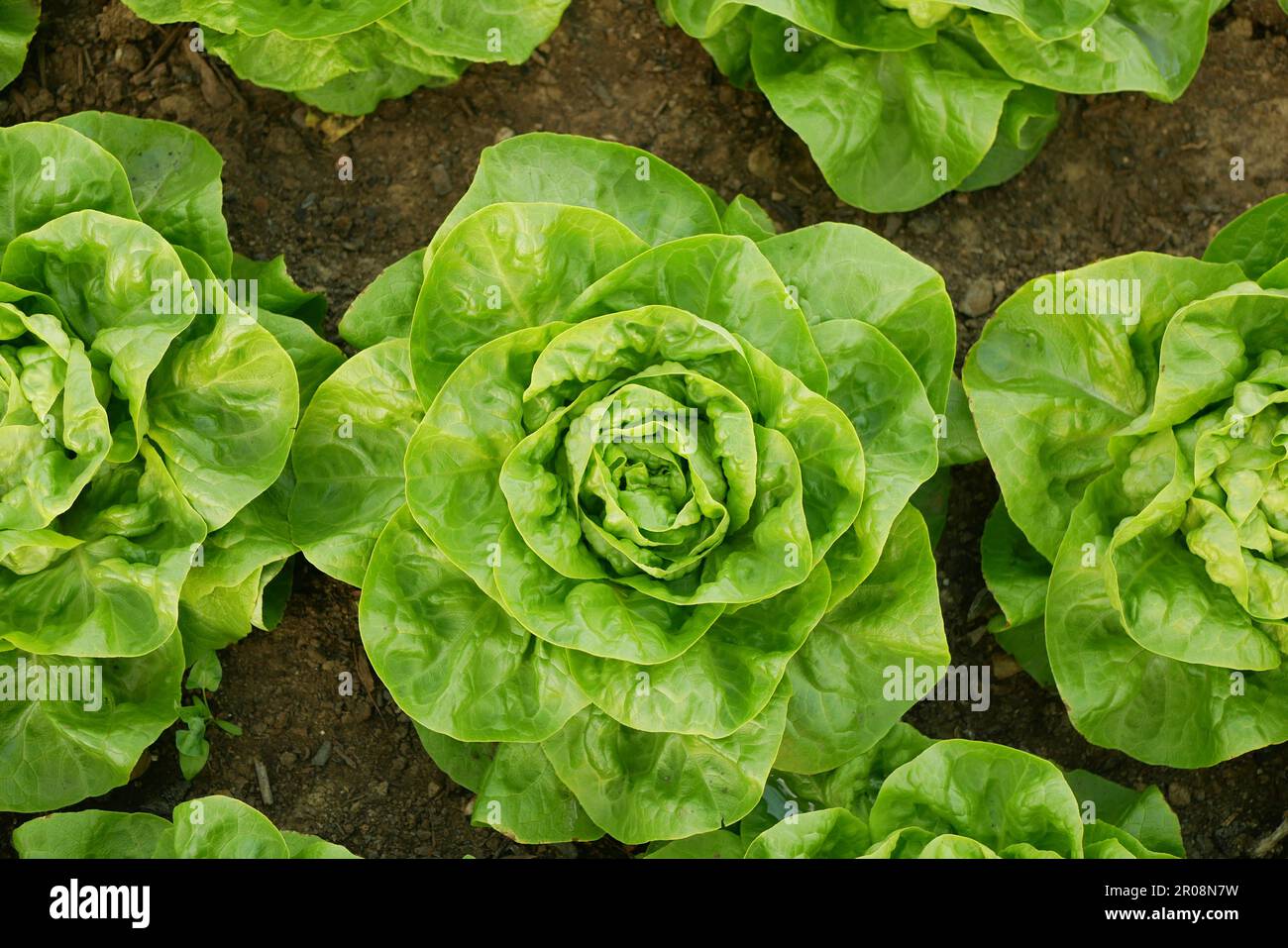 Lettuce butterhead bio green harvest farmer farming greenhouse folio ...