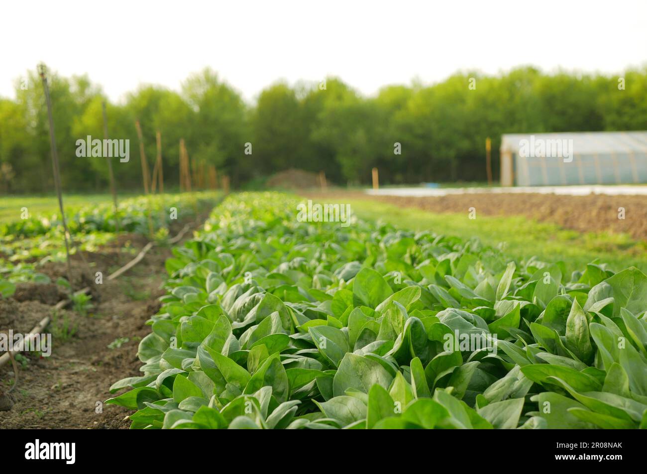Spinach fresh harvest Spinacia oleracea rows fresh seedlings growing ...