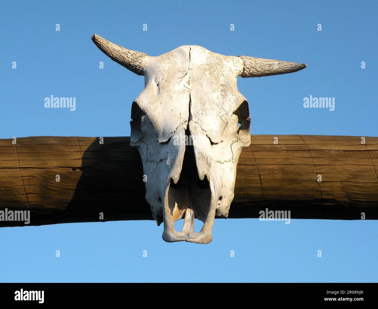 Cattle skull hi-res stock photography and images - Alamy