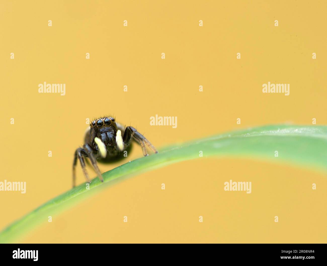 Jumping spider Heliophanus cupreus sitting on a leaf Stock Photo - Alamy