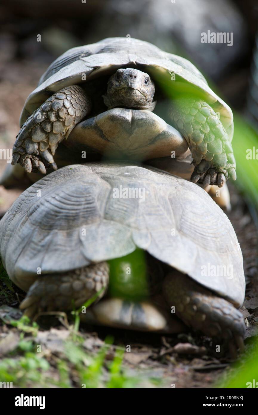 Two marginated tortoises (Testudo marginata) mating, native to southern ...