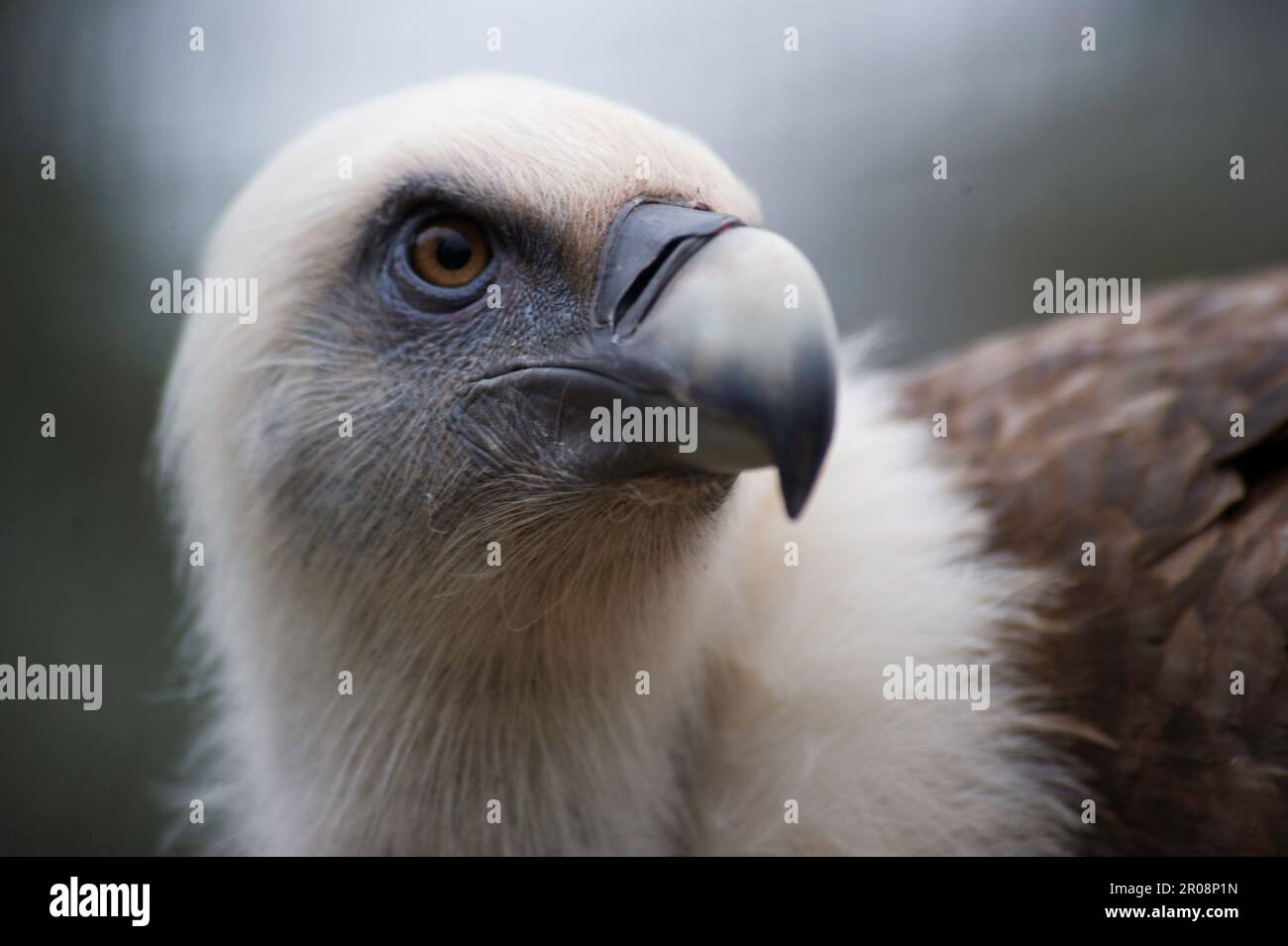 Grifone (Gips fulvus). Centro recupero fauna selvatica. Bonassai ...