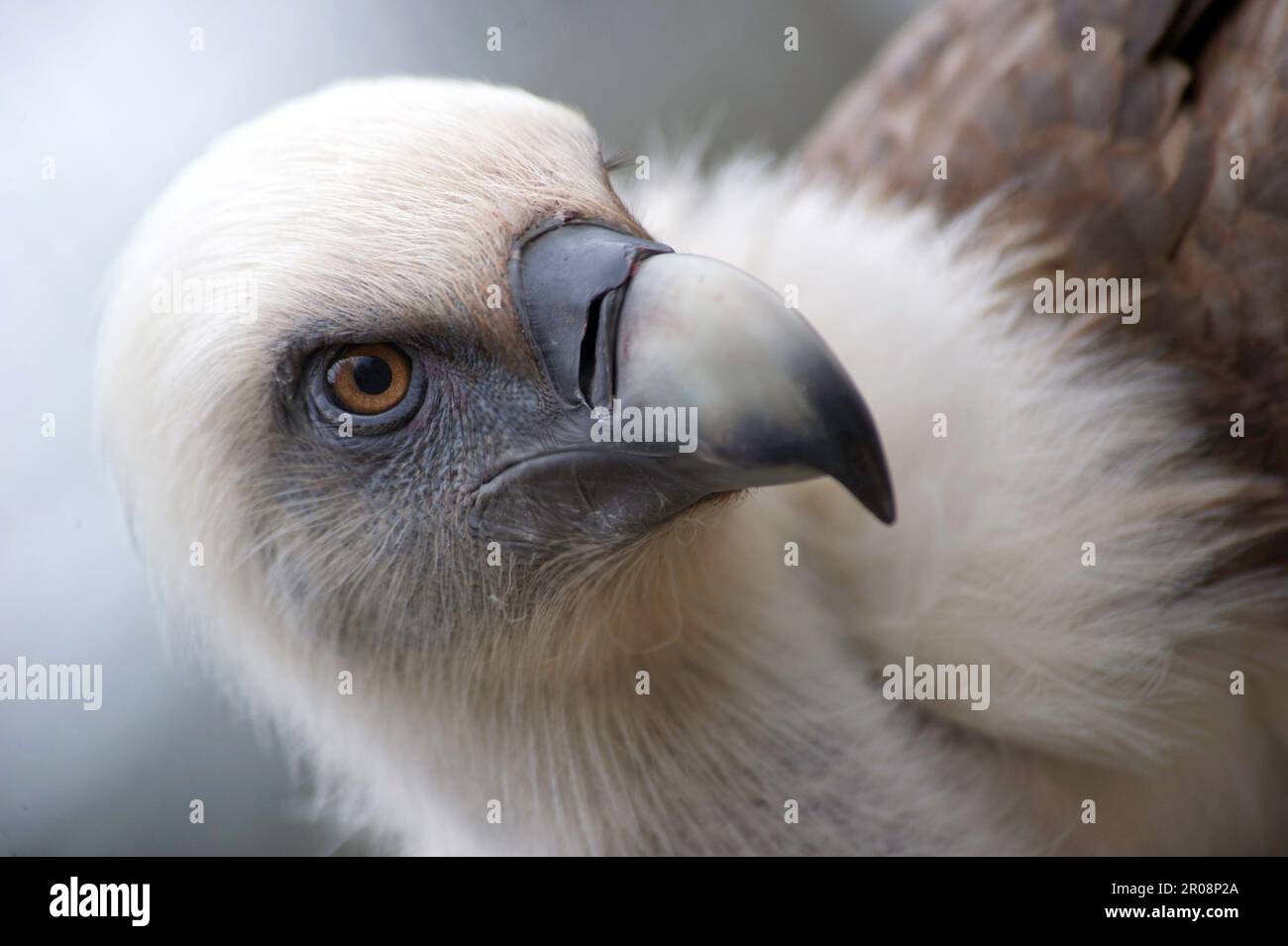 Grifone (Gips fulvus). Centro recupero fauna selvatica. Bonassai ...