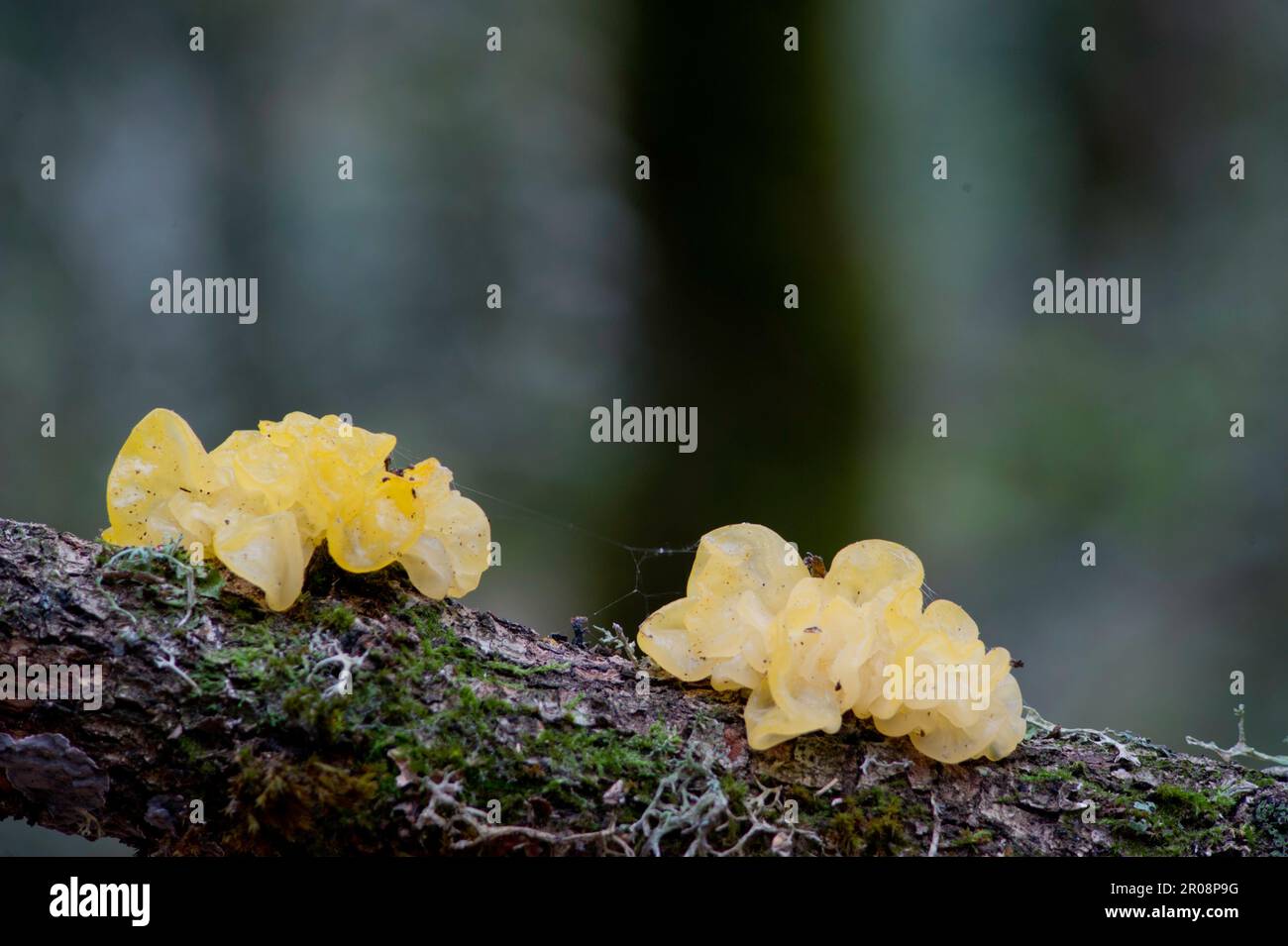 Tremella mesenterica or yellow brain, golden jelly fungus, yellow ...