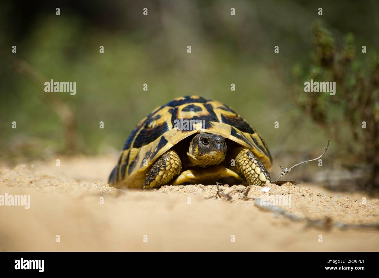 Tartarughe tartaruga hi-res stock photography and images - Alamy