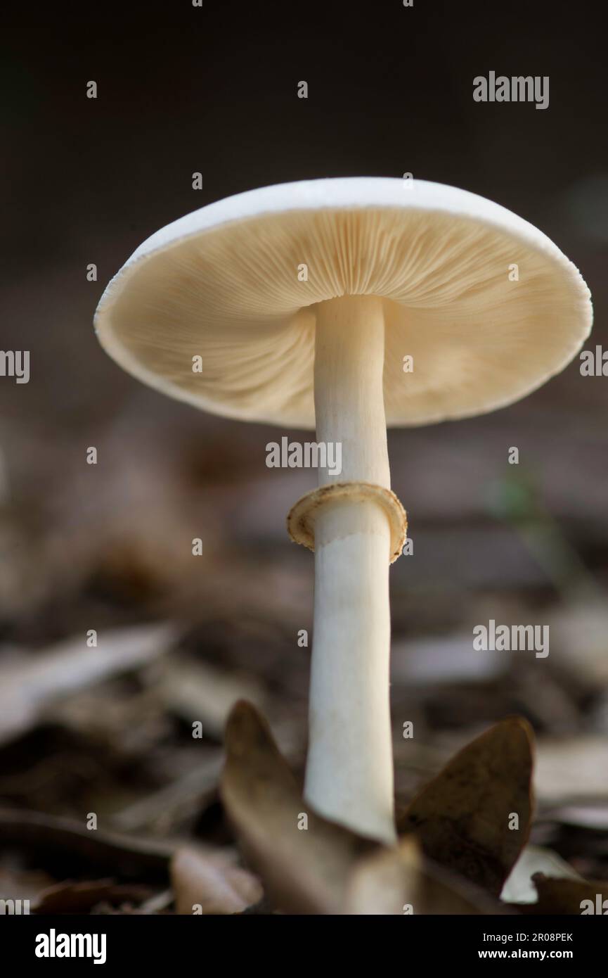 mushrooms in the woods, Leucoagaricus leucothites, known as White ...