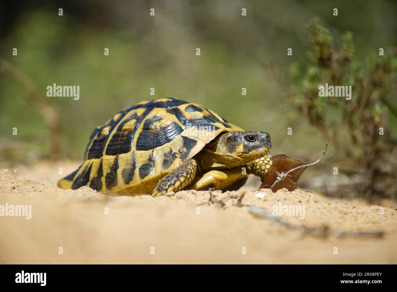 tartaruga. Tortue d'Hermann, Testudo hermanni.Lago di Baratz, Sassari ...