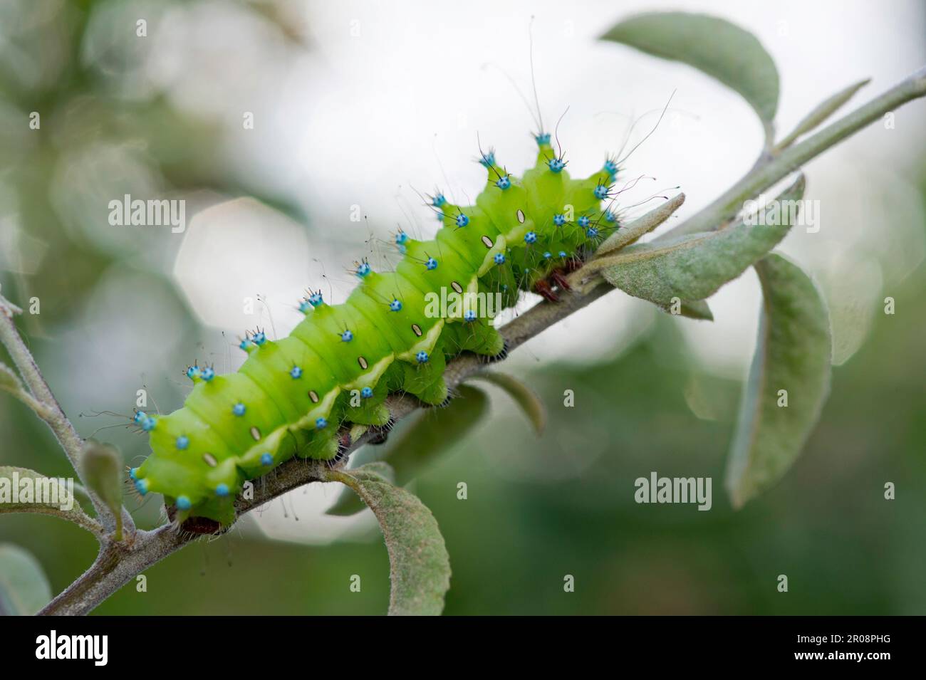 Invertebrati di insetti hi-res stock photography and images - Alamy