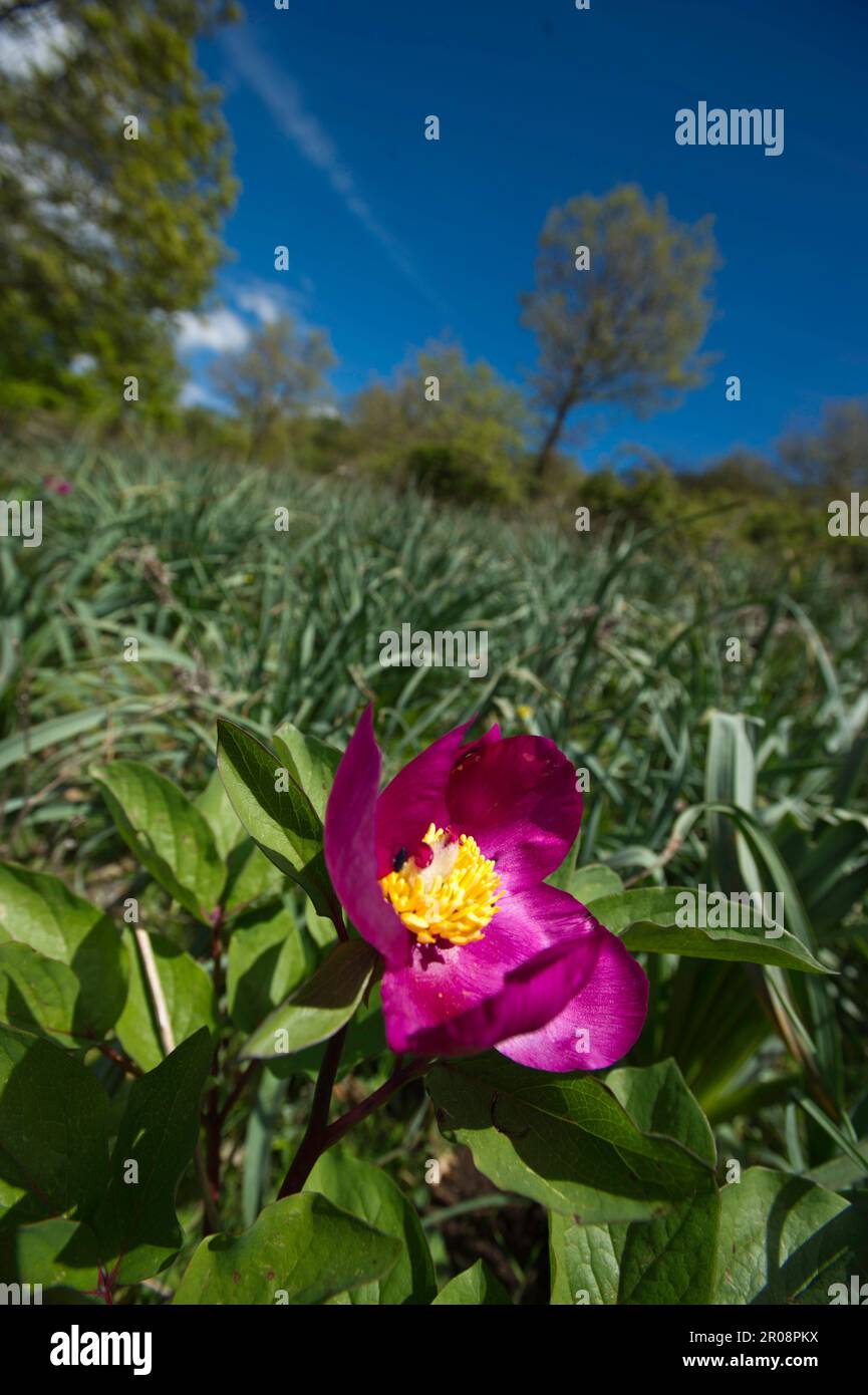 Peonies italy hi-res stock photography and images - Alamy