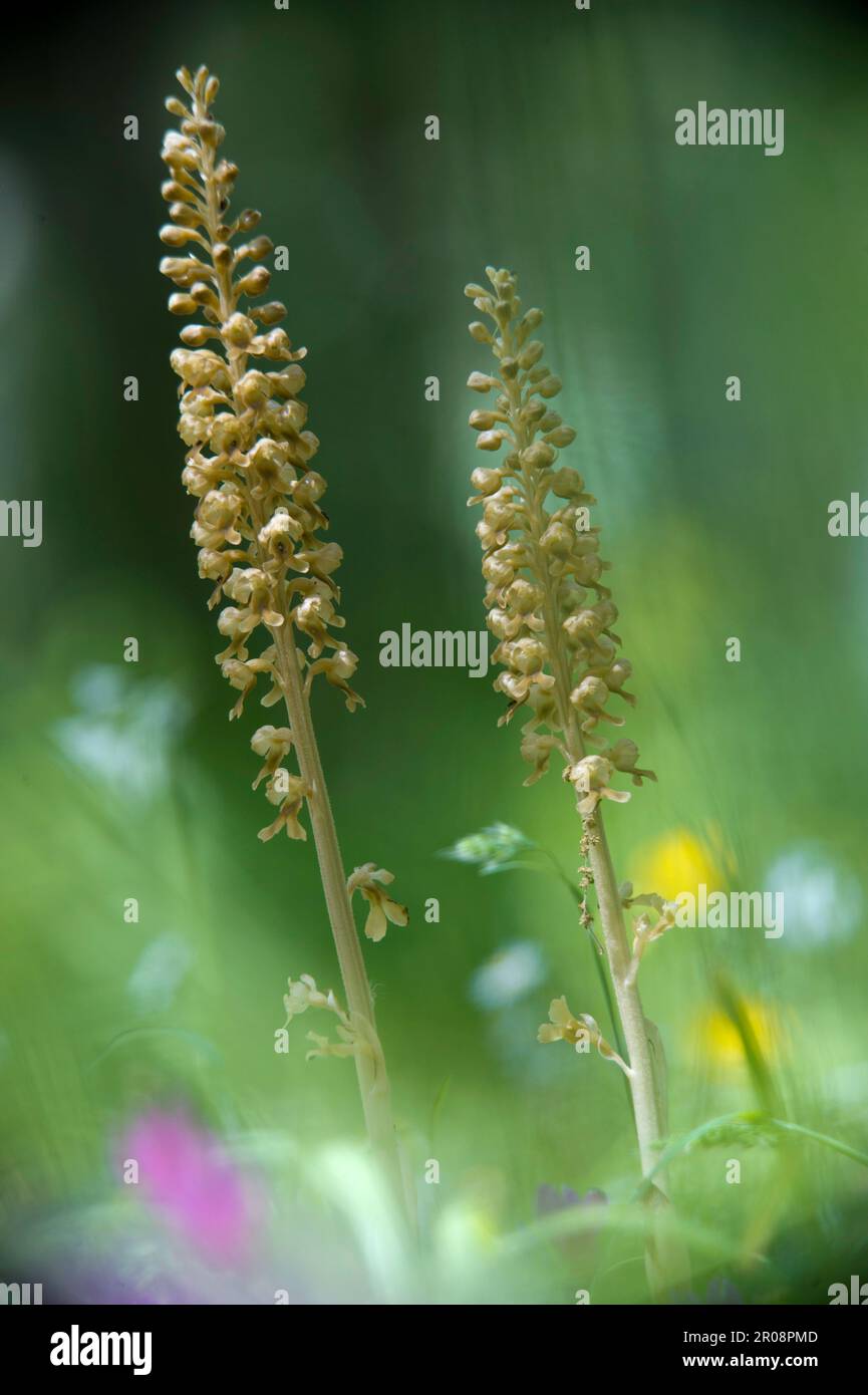 Orchidea, Neottia Nidus avis. San Leonardo. Borore. OR, Sardegna, Italy ...