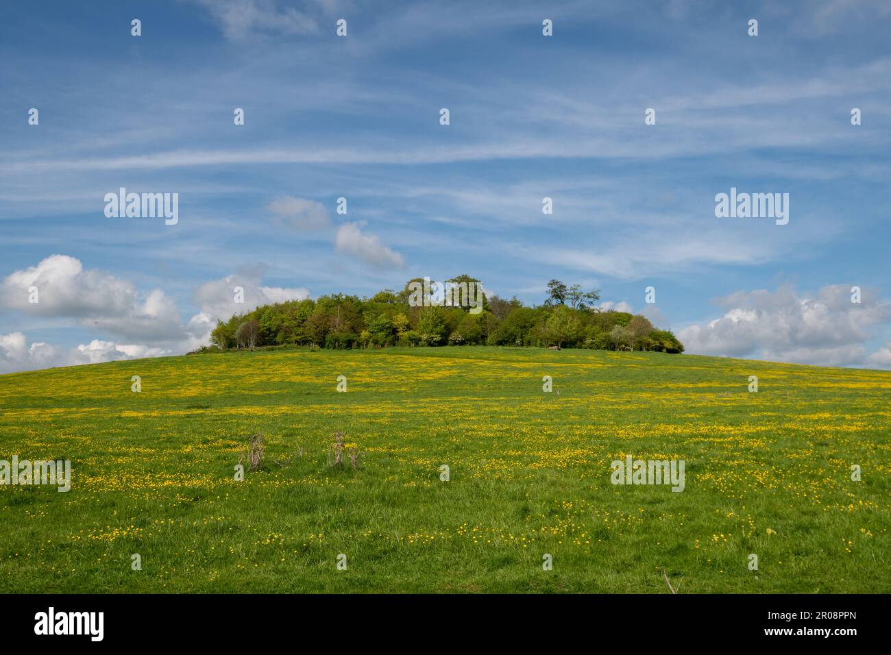 Clumps of wildflowers hi-res stock photography and images - Alamy