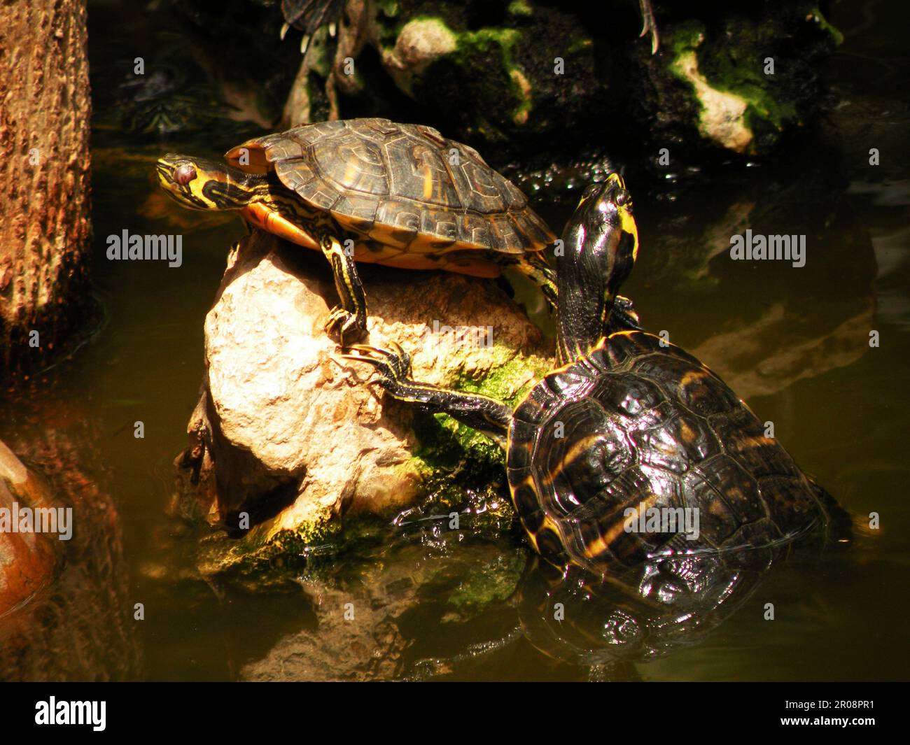 Aquatic turtle on rock hi-res stock photography and images - Alamy