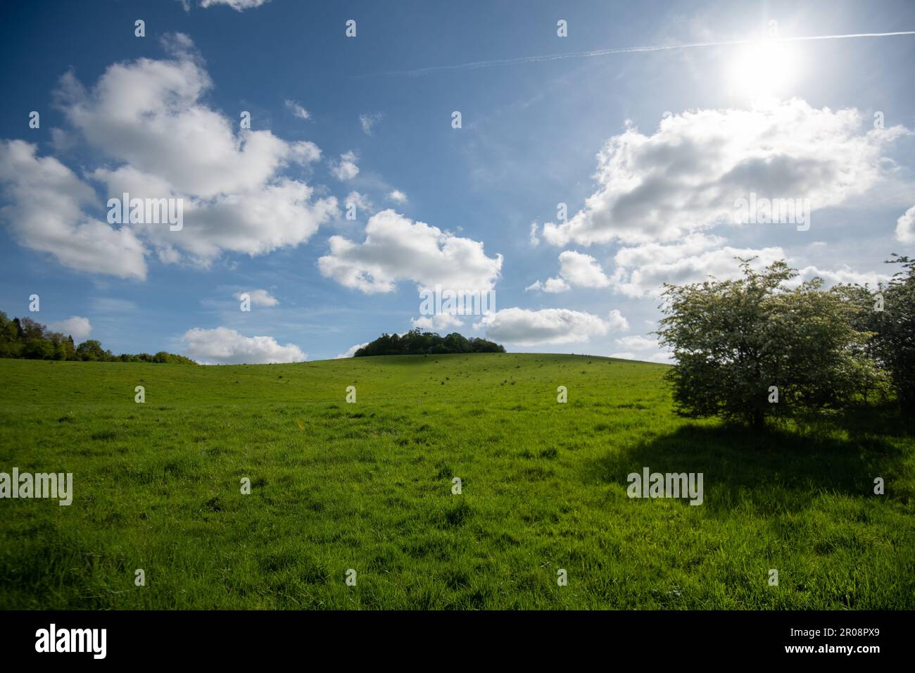 Clumps wildflowers hi-res stock photography and images - Alamy