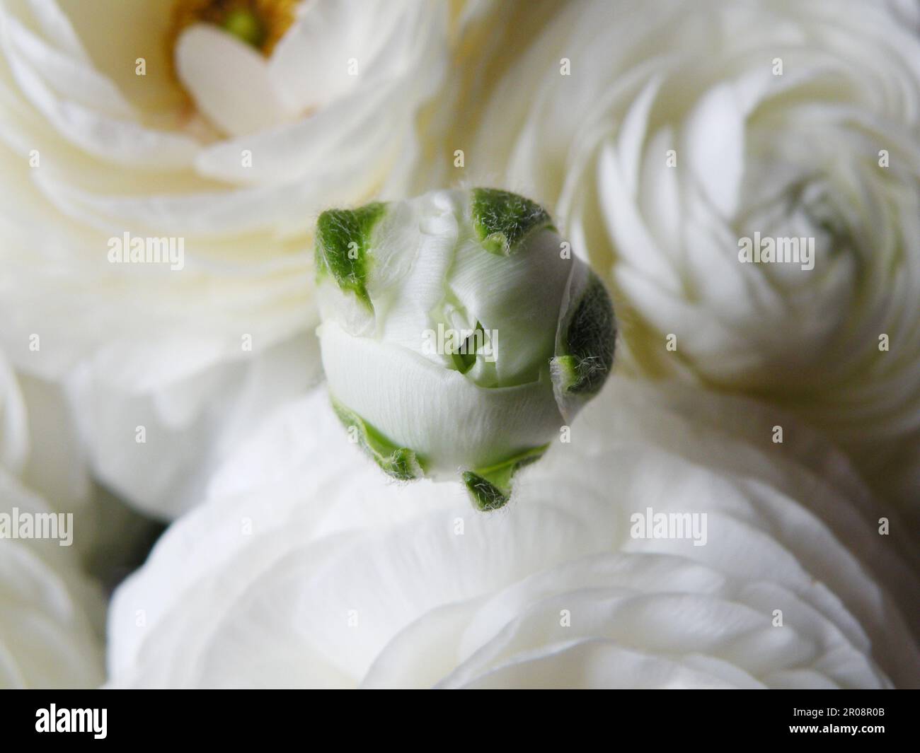 Garden rose button hi-res stock photography and images - Alamy