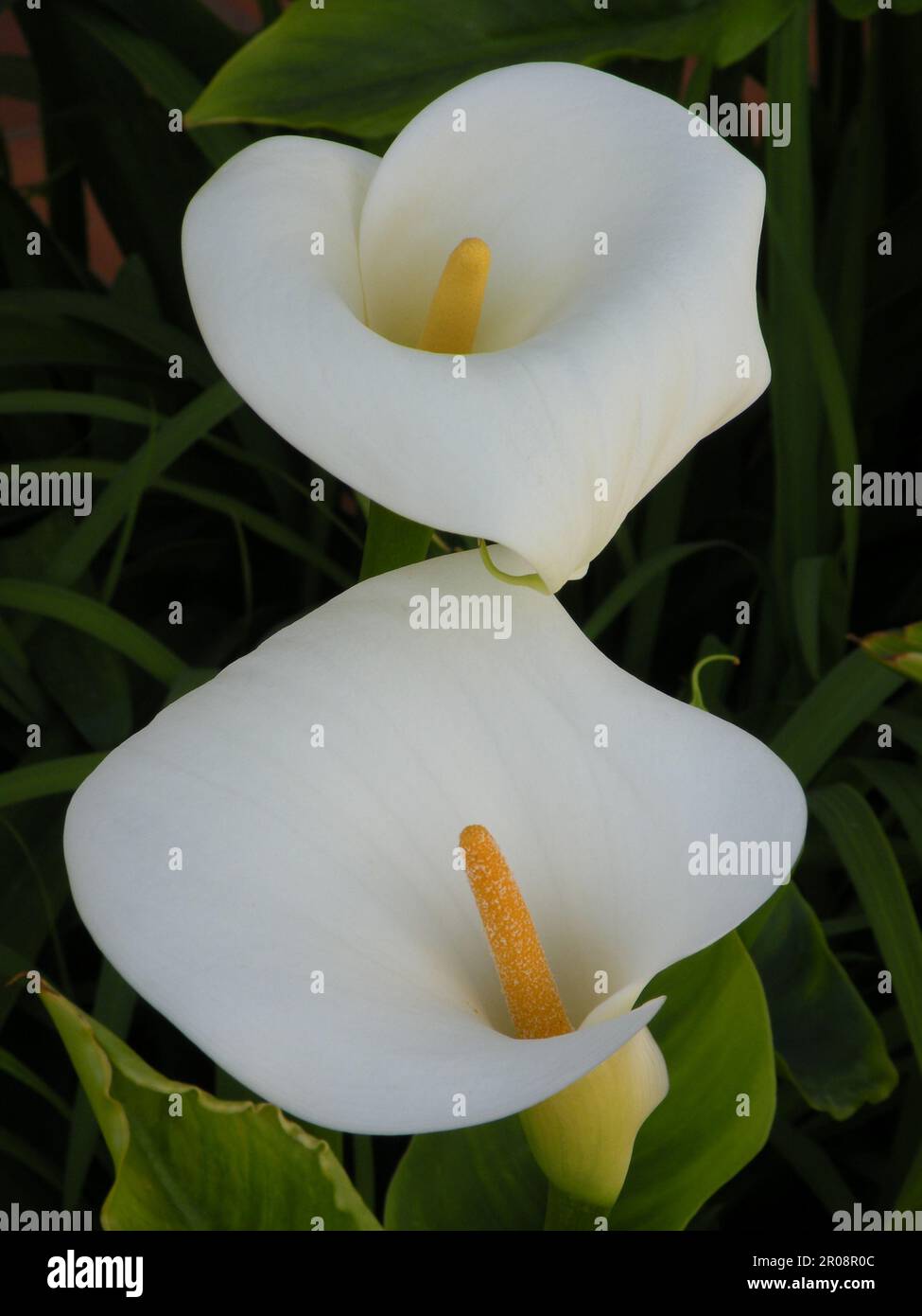 Callas flower hi-res stock photography and images - Alamy
