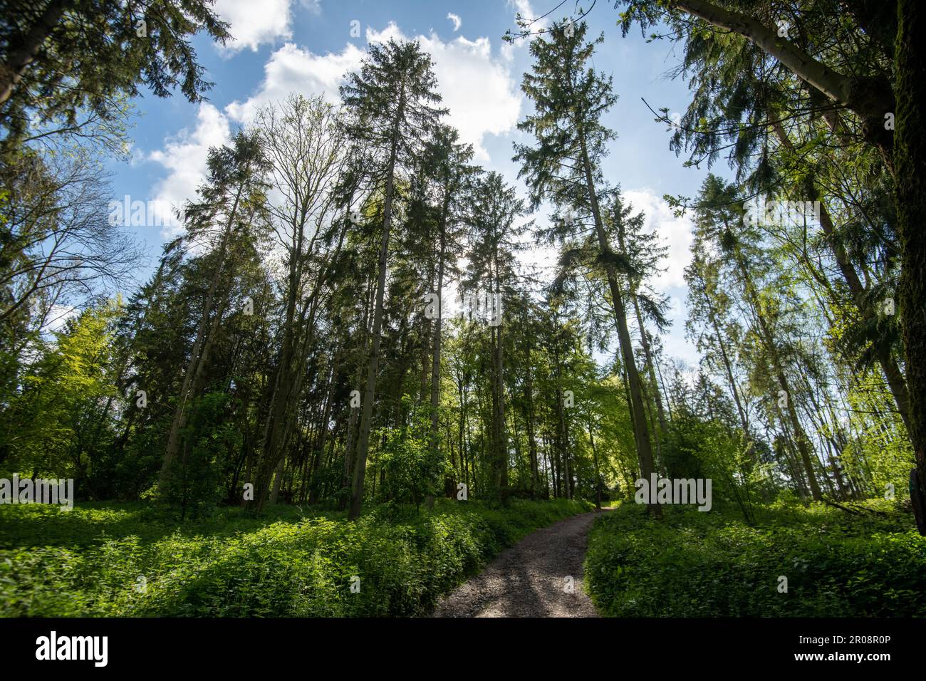 Little Wittenham Wood, Near Wittenham Clumps Stock Photo - Alamy