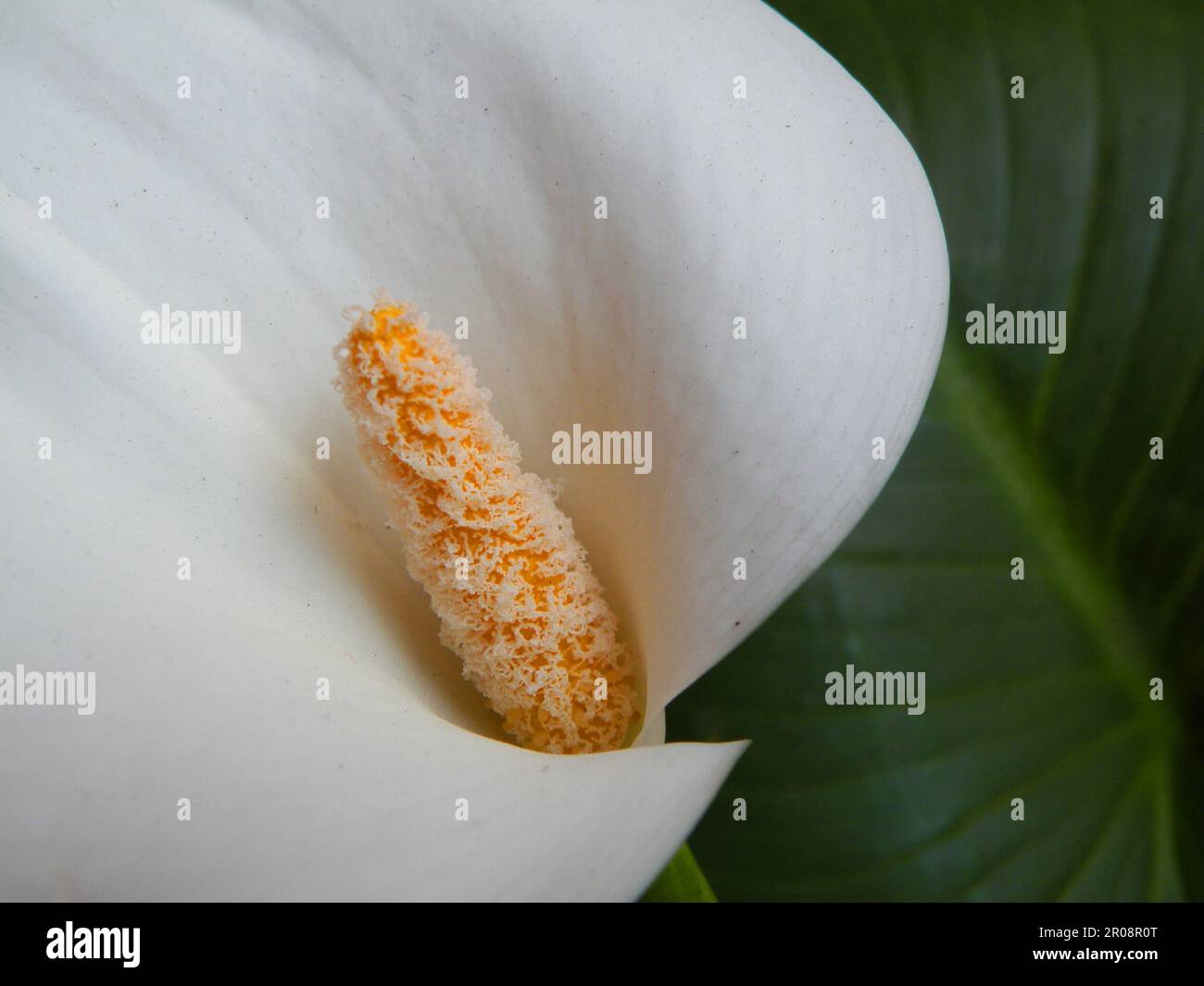Calla pistil with pollen Stock Photo - Alamy