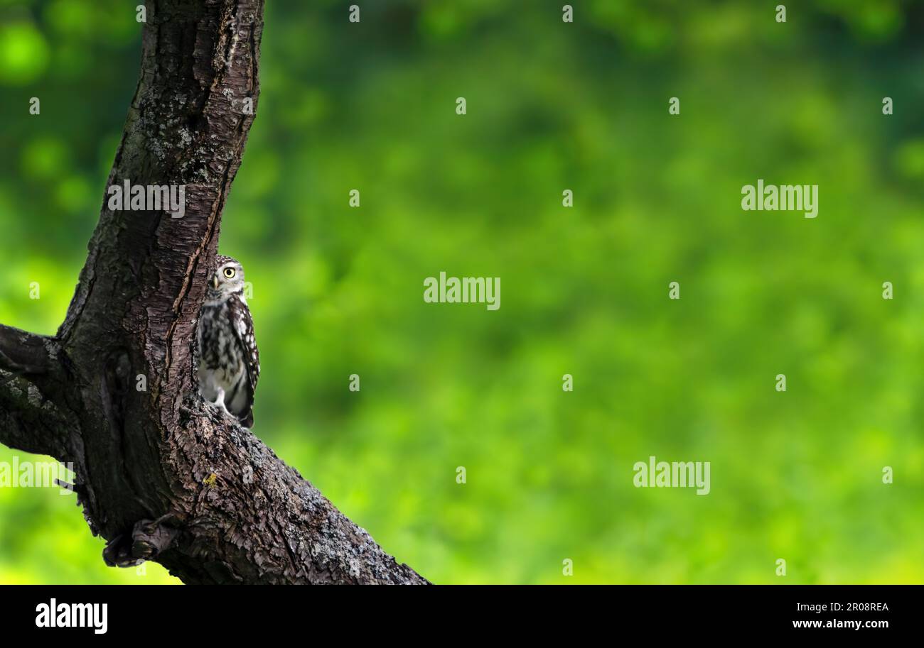 A little owl or the owl of Athena or Minerva ( Athena Noctua ) hiding ...