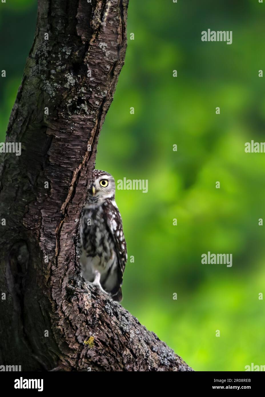 Athena owl hi-res stock photography and images - Alamy
