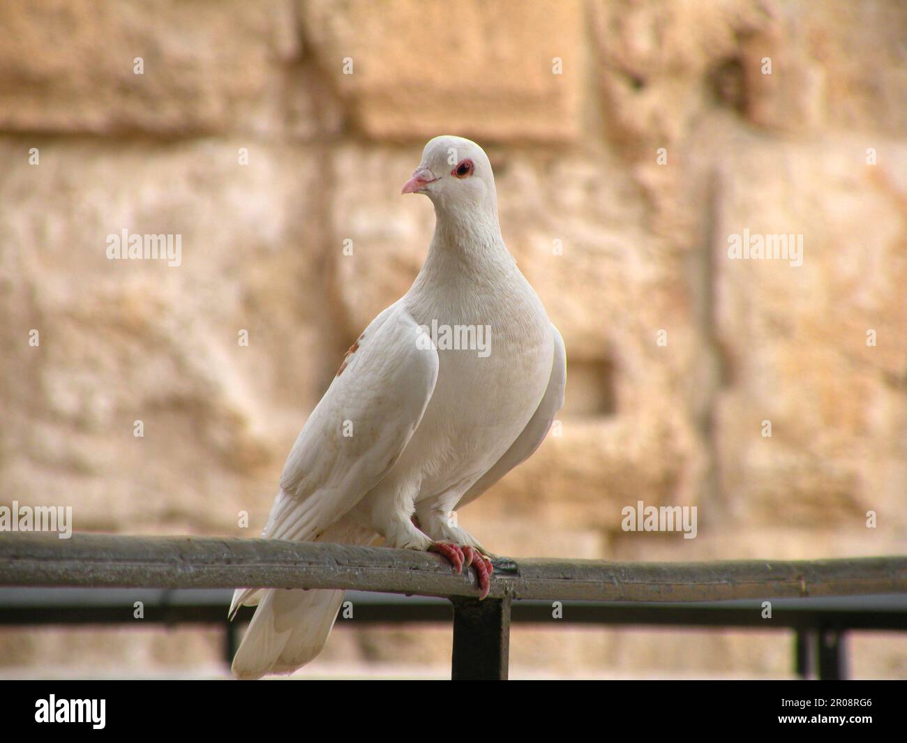 White dove birds hi-res stock photography and images - Alamy