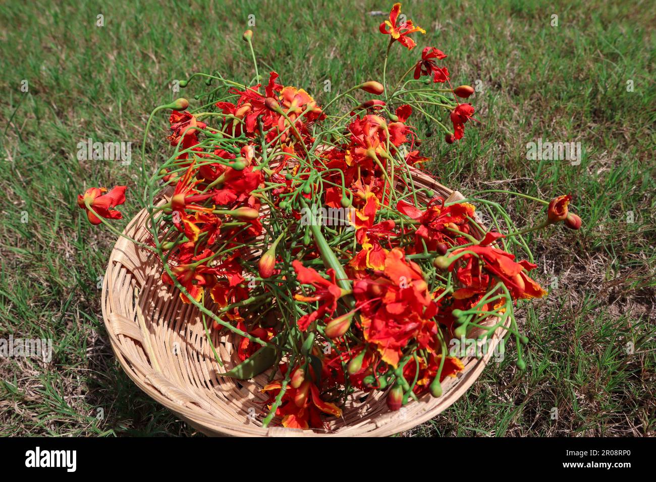 Fresh dual color flower called Peacock flower also known as caesalpinia ...